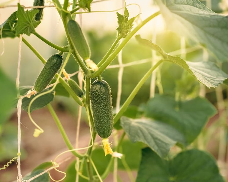 How To Grow Cucumbers: Complete Care & Growing Guide | Gardening Know How