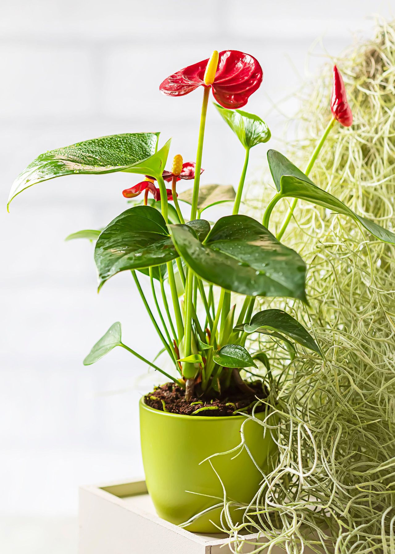 Easy indoor plants: 10 plants for beginners | Homes and Gardens