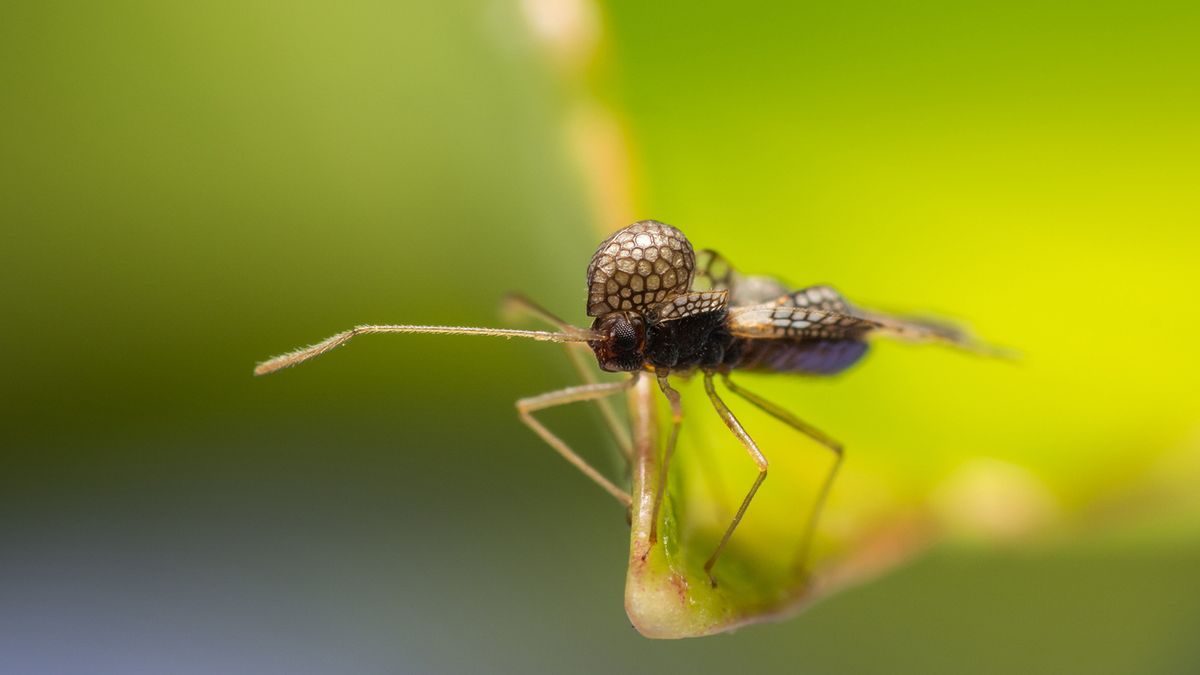5 tips for growing azaleas as beautiful as the ones at The Masters ...