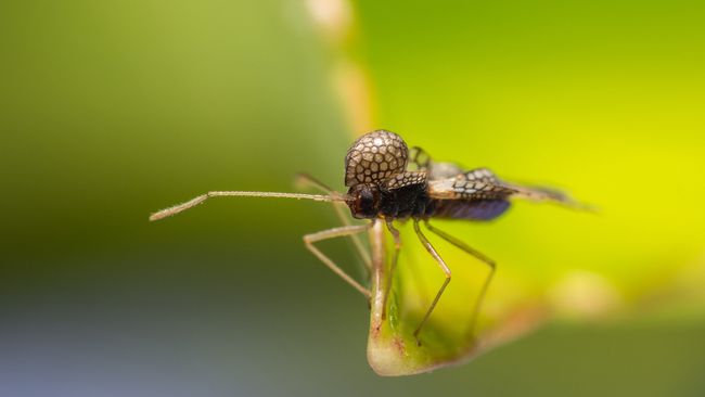 5 tips for growing azaleas as beautiful as the ones at The Masters ...