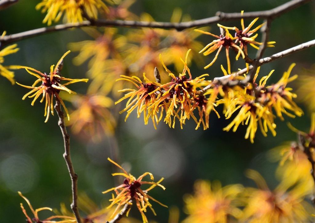 Witch Hazel Pruning - How And When To Prune Witch Hazel Plants ...