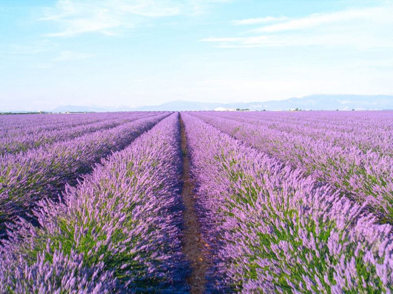 Tips & Information about Lavender | Gardening Know How
