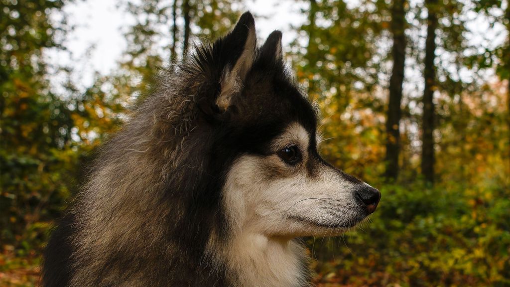 Pomsky: Breed profile and information | PetsRadar