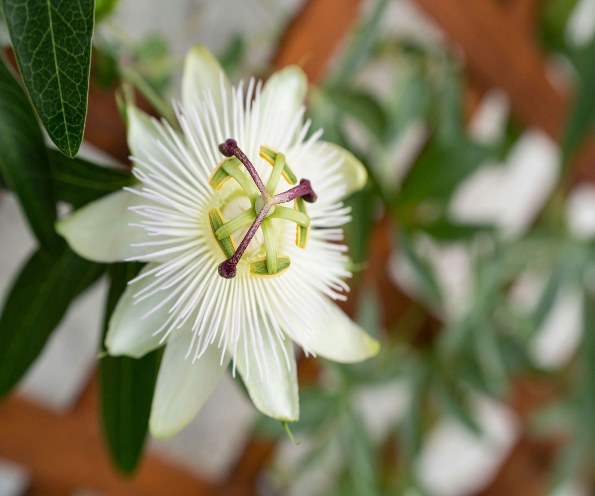 8 of the best plants to grow up a pergola for color and scent | Homes ...