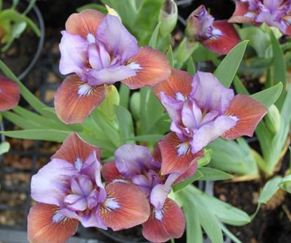 Best bearded iris varieties: 12 stunning types to try | Homes and Gardens