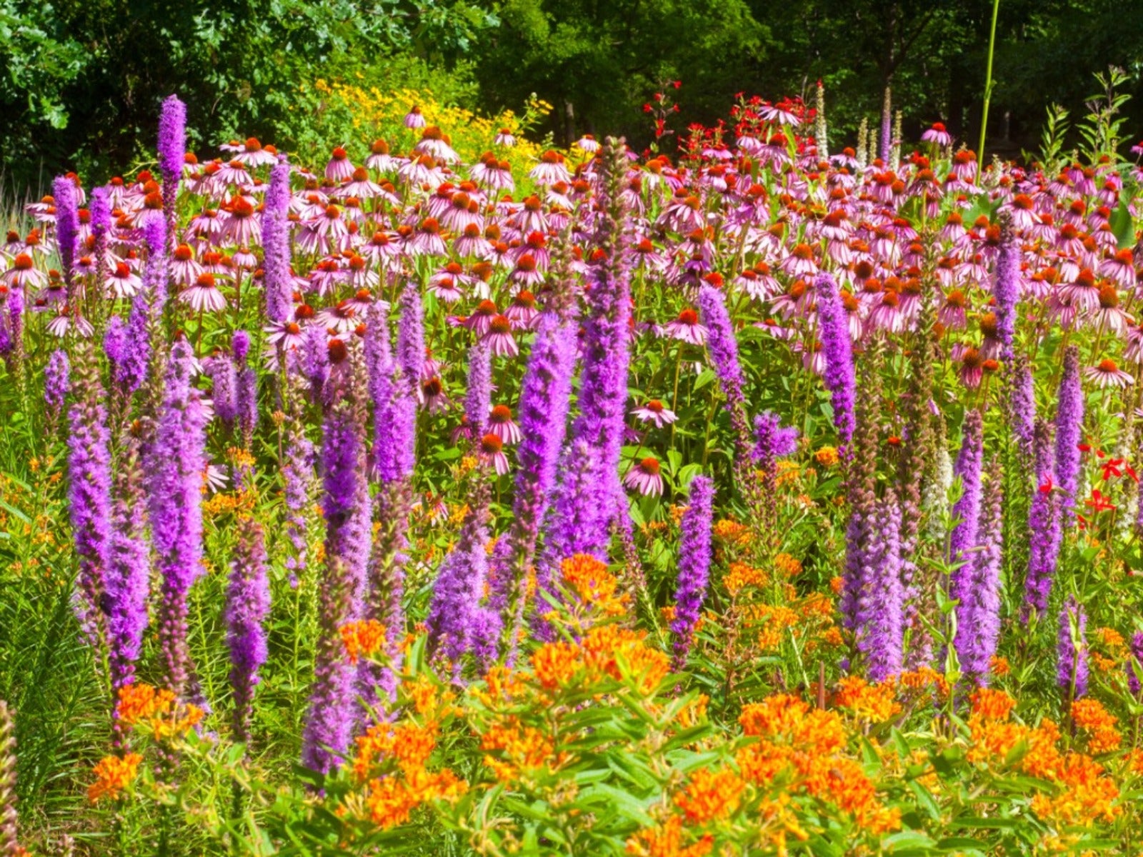 Native Wildflowers With Blooms That Wow | Gardening Know How