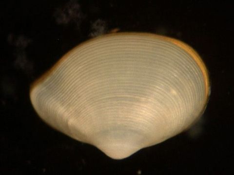 Image Gallery: Alien Life of the Antarctic | Live Science