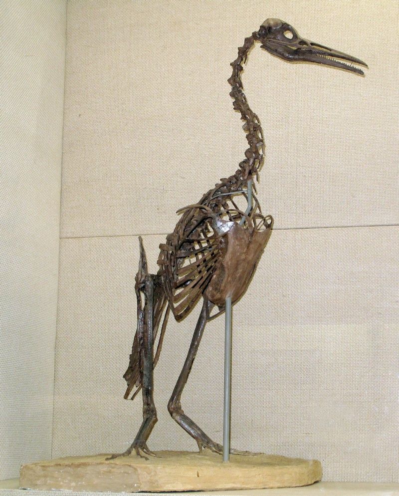 Images: How the Bird Beak Evolved | Live Science