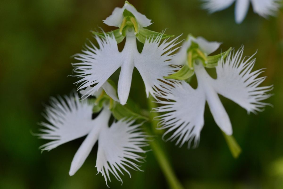 Growing Zone 8 Orchids: What Are Cold Hardy Orchids For The Garden ...