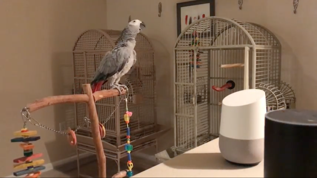 Florida parrot learns how to turn the lights on and off with Alexa ...