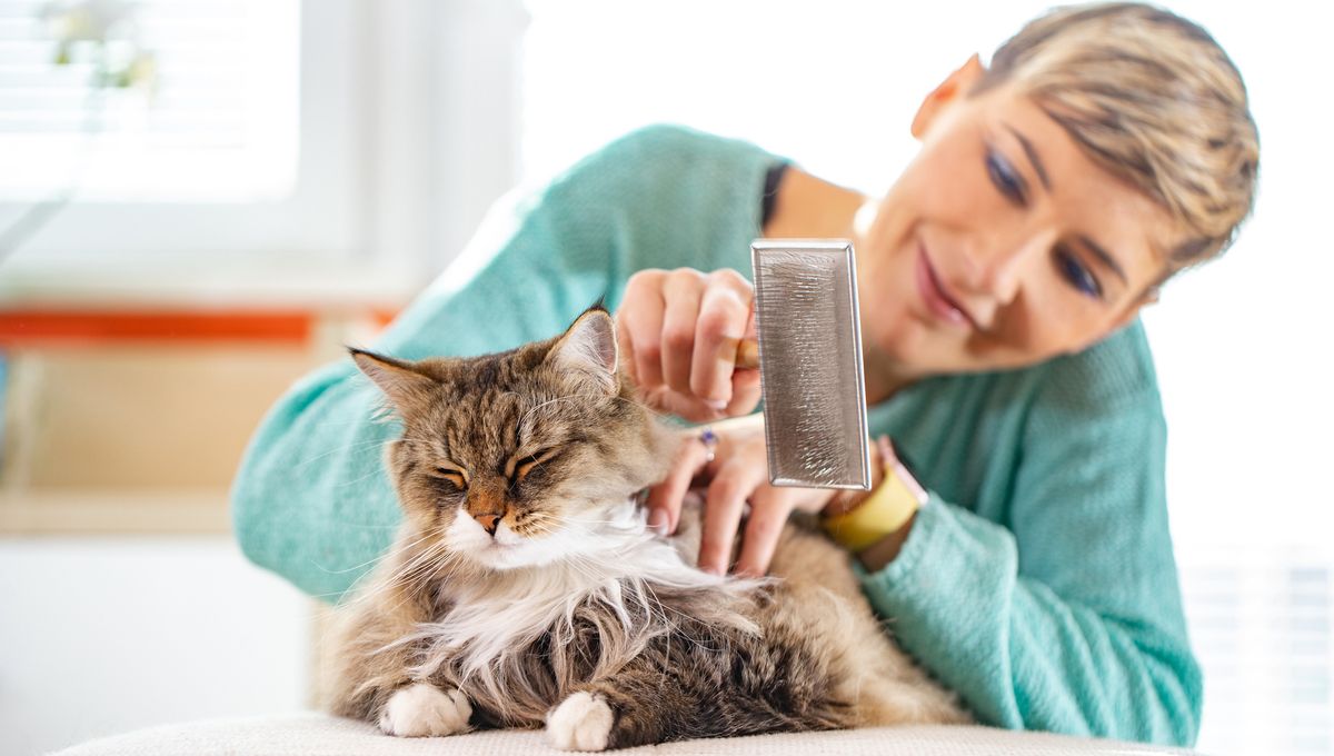 32 ways to be the best cat owner | PetsRadar