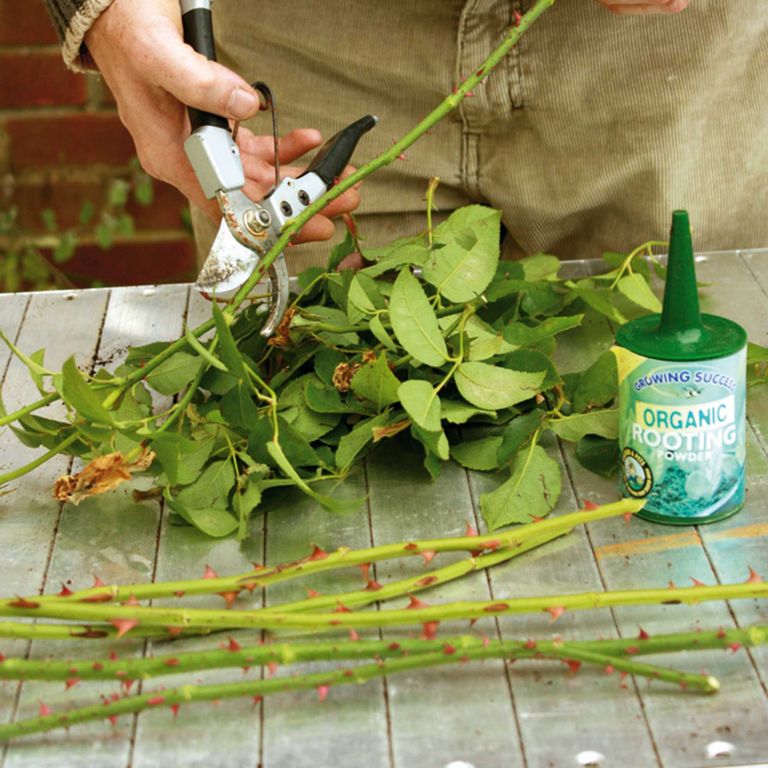 How to take rose cuttings: a beginner's guide | Ideal Home