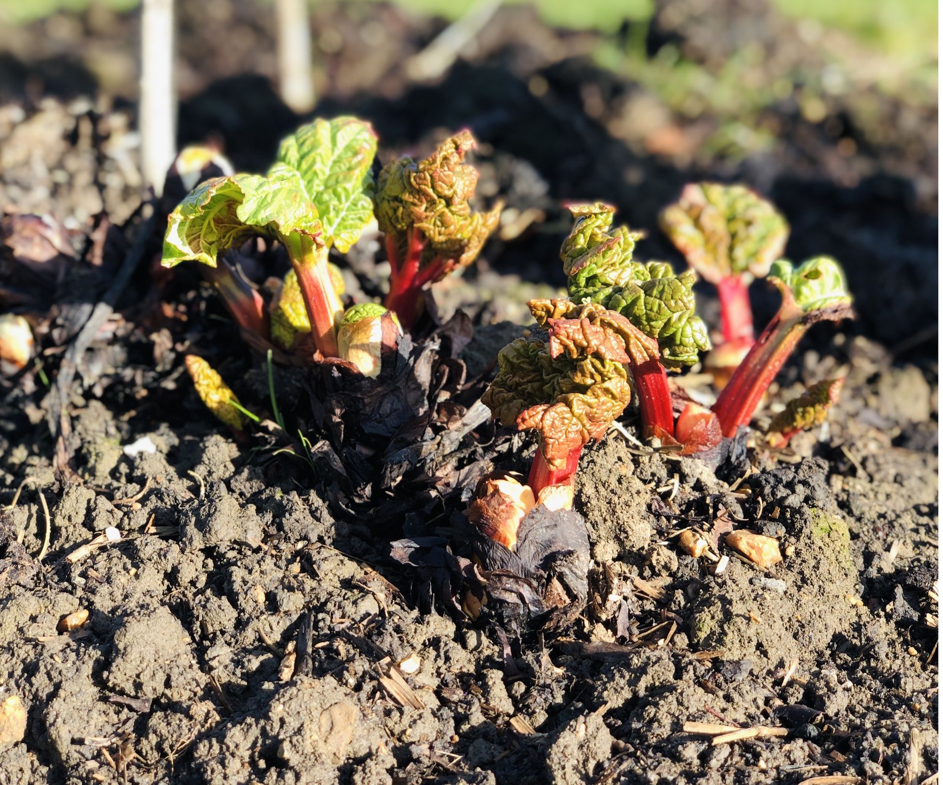 How to divide a rhubarb plant - expert tips for success | Homes and Gardens