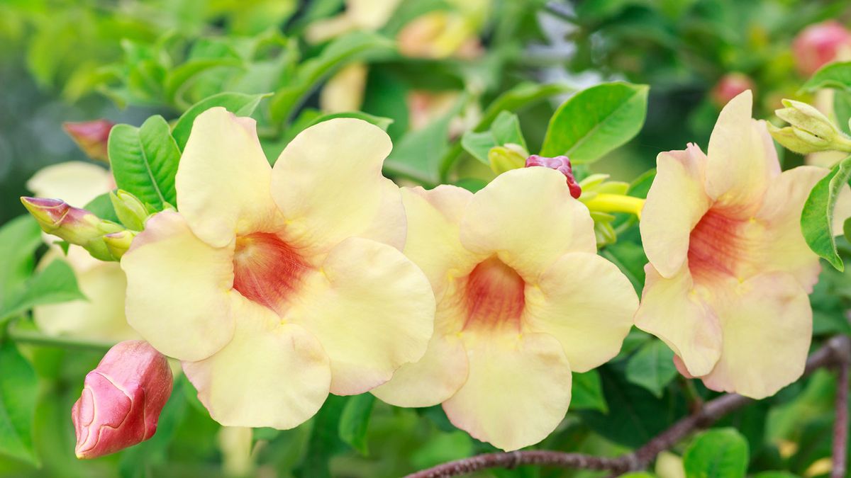 5 flowers to plant in June to brighten up your yard this summer | Tom's ...