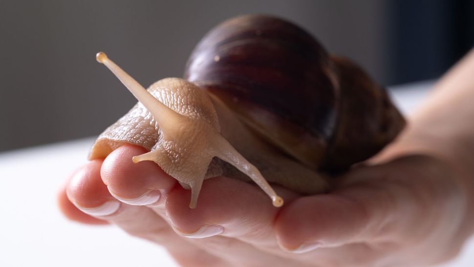 25 best first pets for children | PetsRadar