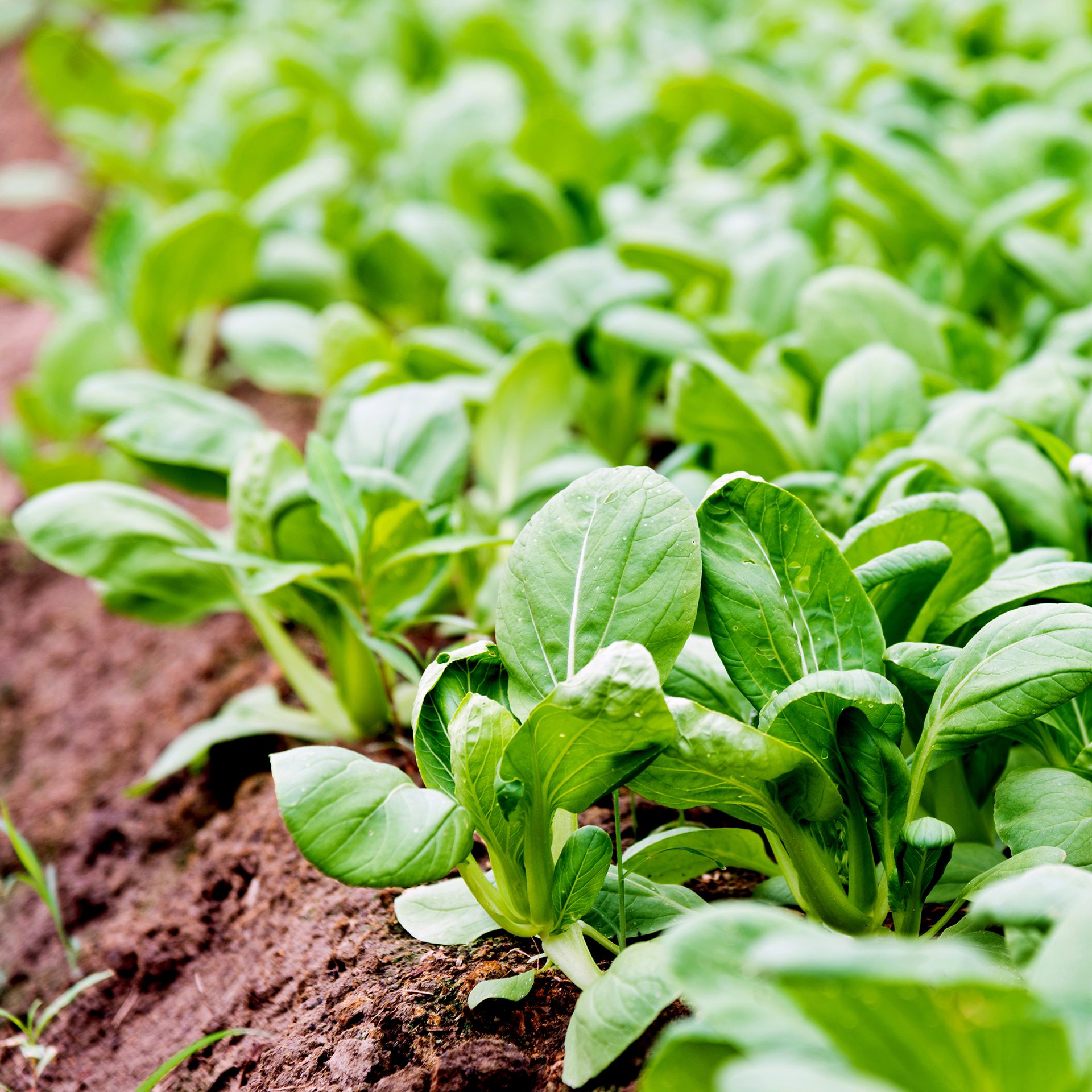 How to grow pak choi in as little as five weeks | Ideal Home
