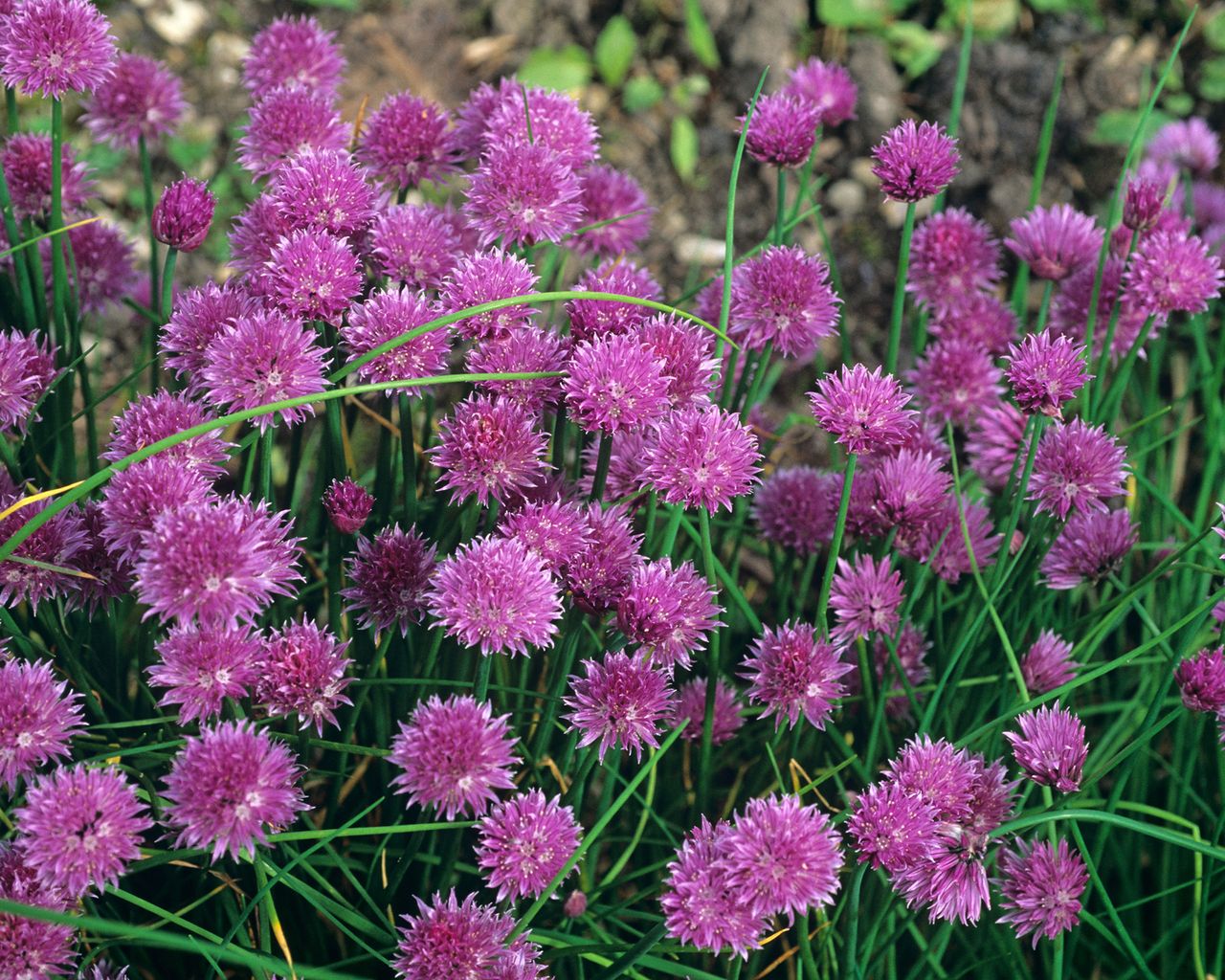 Deer-resistant plants: 10 options to grow in your yard | Gardeningetc