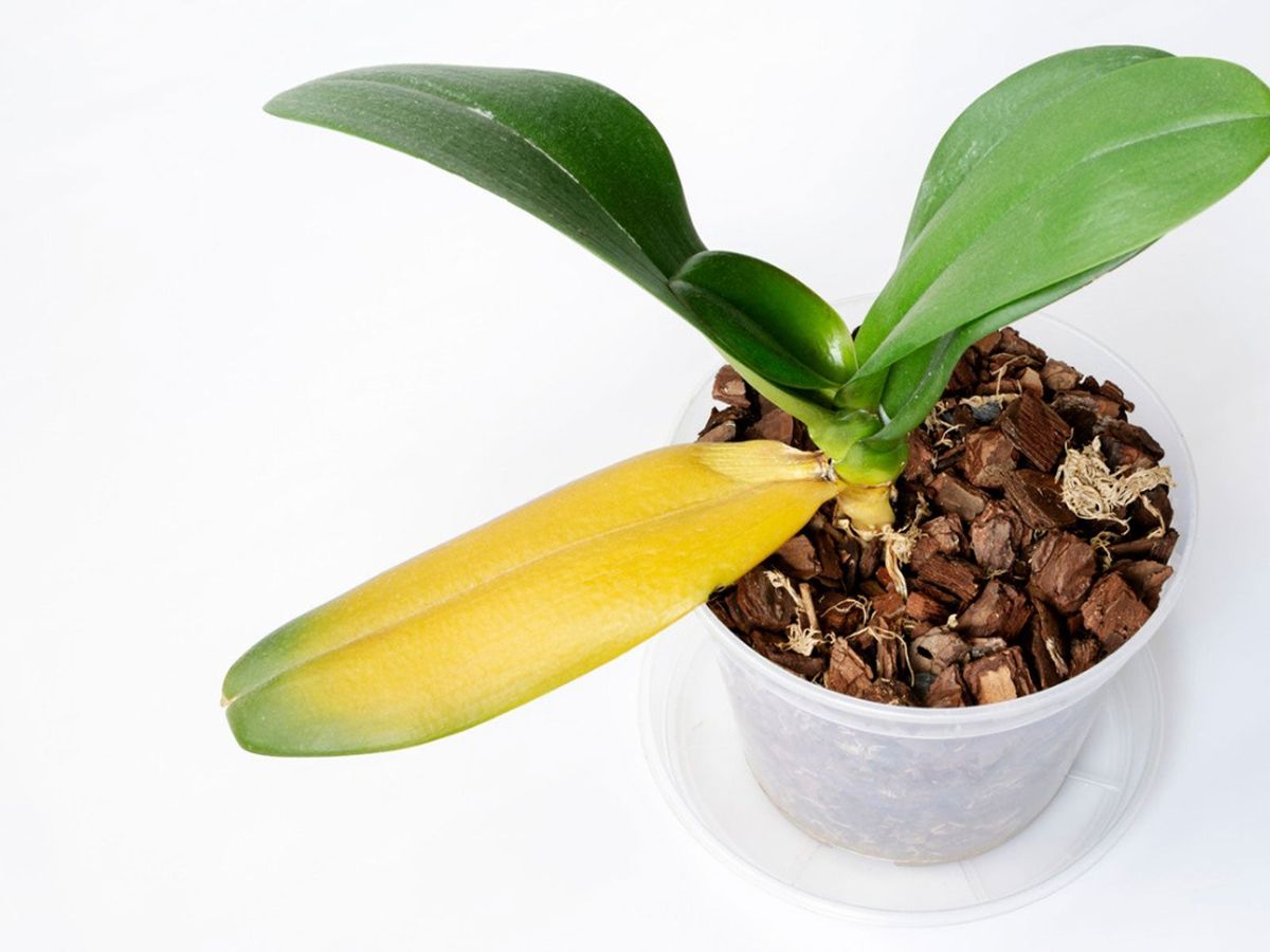 Orchid Diseases And Treatment: Learn About Treating Common Orchid ...