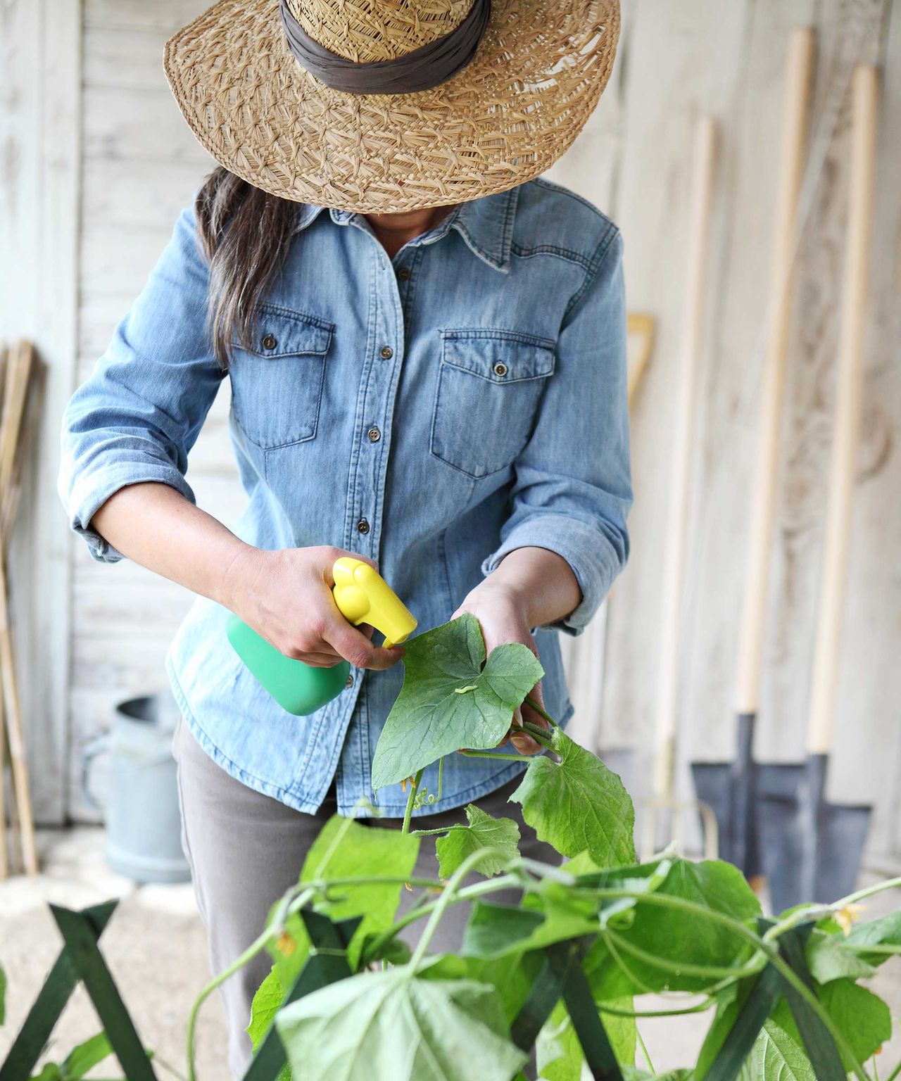 How to get rid of white mold on plants: 5 natural methods | Homes and ...