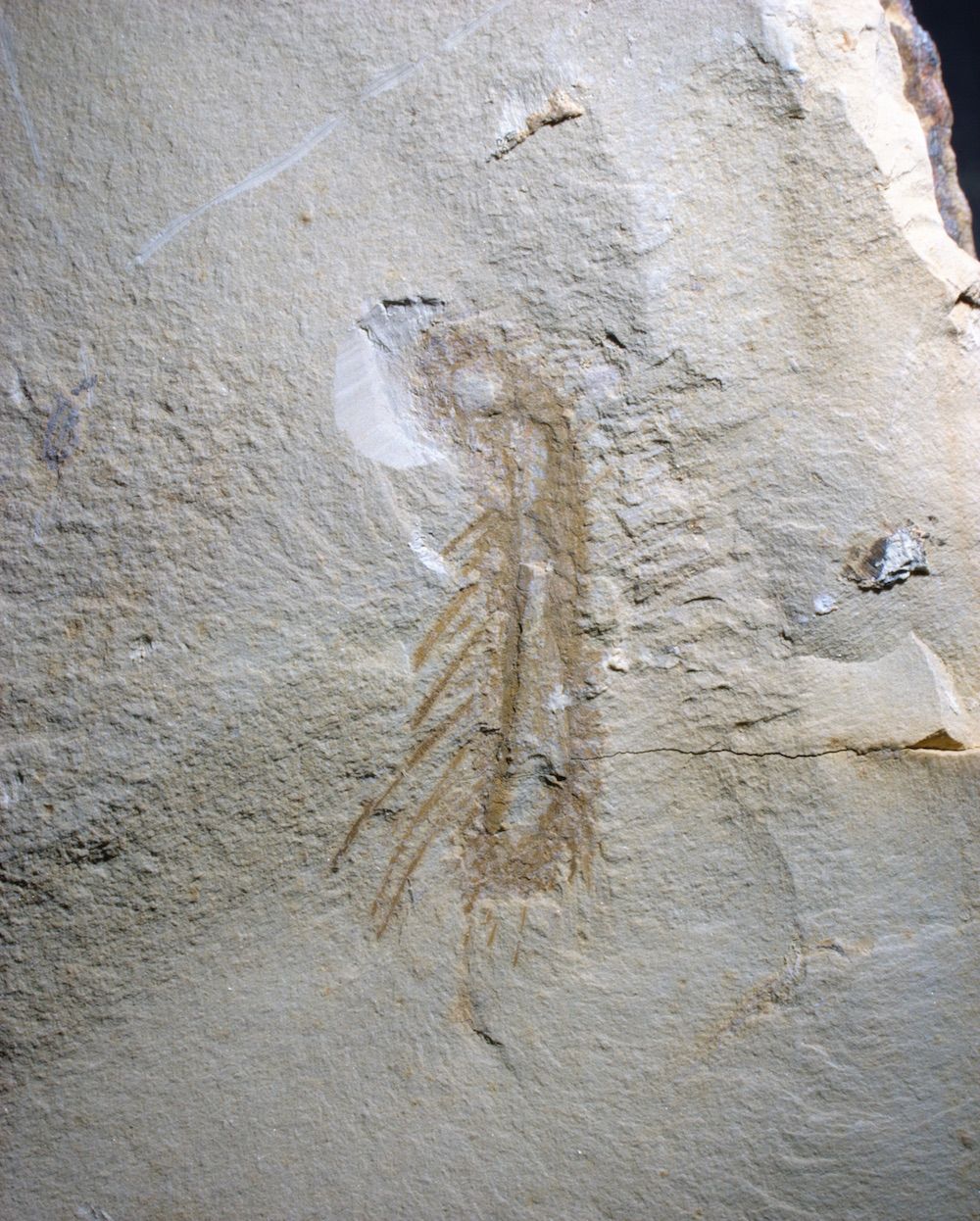 Ancient Helmet-Wearing Wormy Creature Was Covered in 'Cocktail Sticks ...