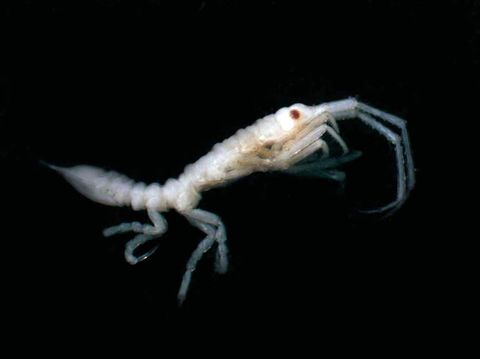 Image Gallery: Alien Life of the Antarctic | Live Science