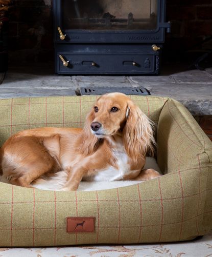 Introducing the new super-stylish dog beds for a considered home ...
