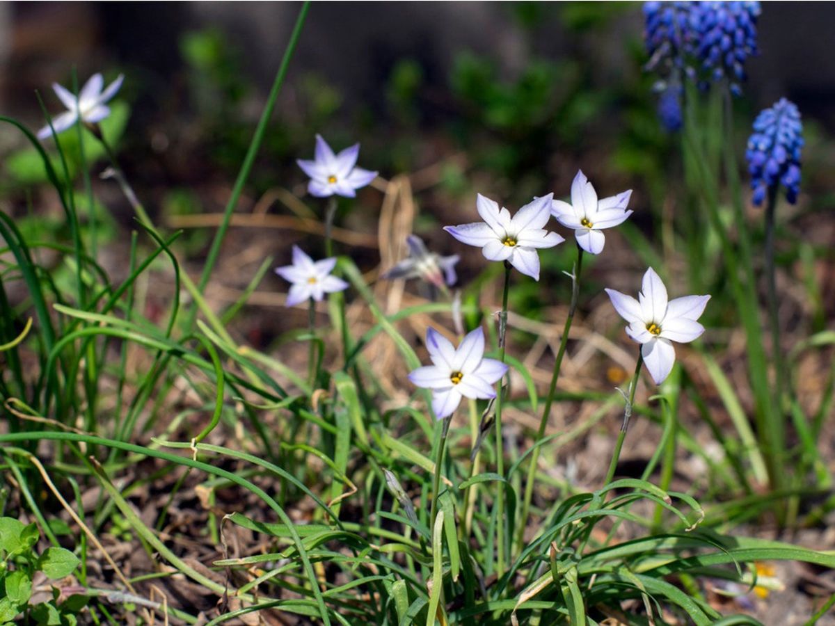 Growing Wildflowers From Bulbs: What Are Some Good Bulb Wildflowers ...