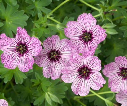 How to keep geraniums blooming: 5 expert tips | Homes and Gardens
