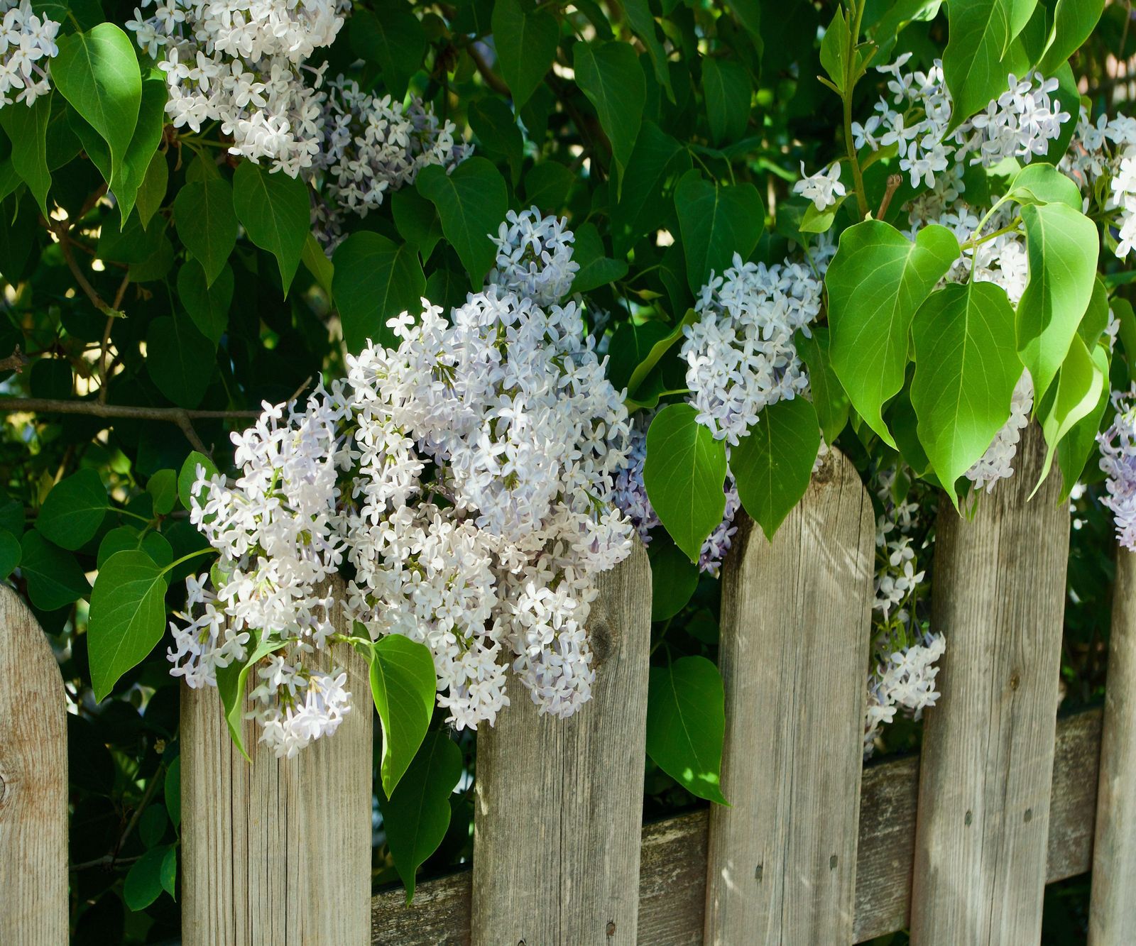 Best flowering hedges: 12 plants for beautiful boundaries | Homes and ...