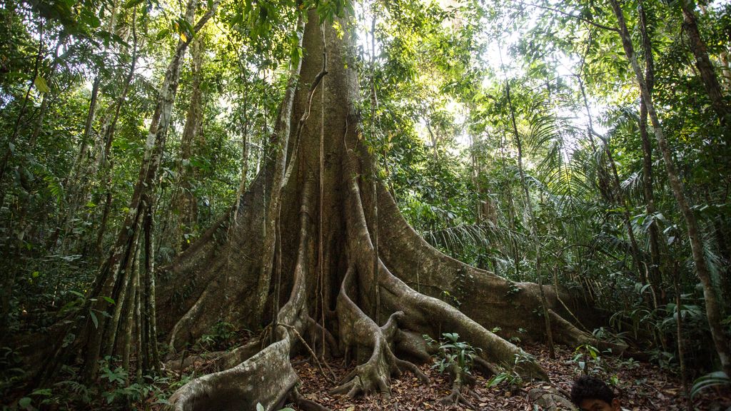 'The whole forest has changed': Amazon trees are getting fatter due to ...