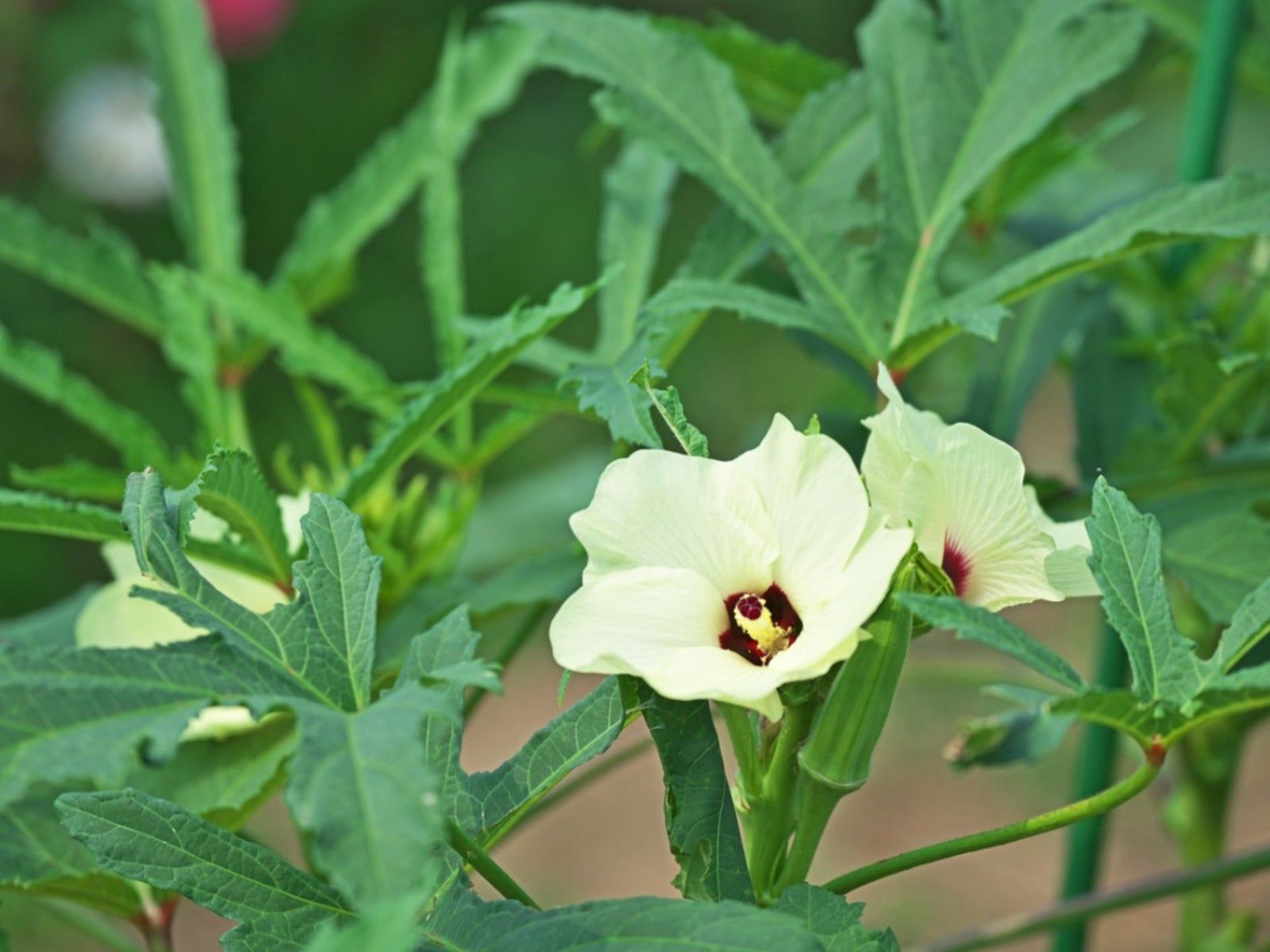 Information On Growing Okra And Harvesting Okra | Gardening Know How