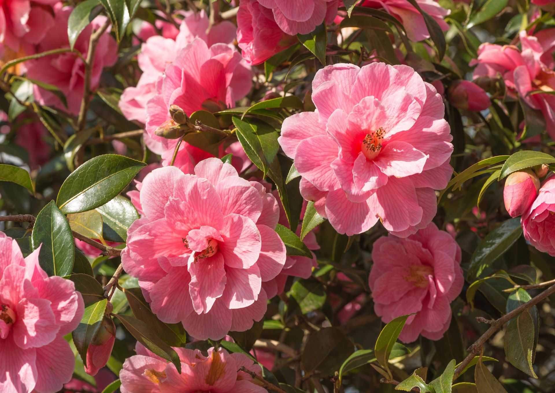 Best flowering hedges: 12 plants for beautiful boundaries | Homes and ...