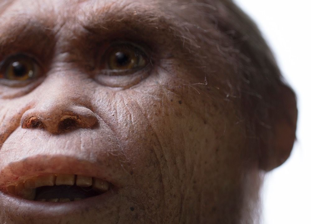 Miniature 'Hobbit' Humans Had Even Smaller Ancestors | Live Science