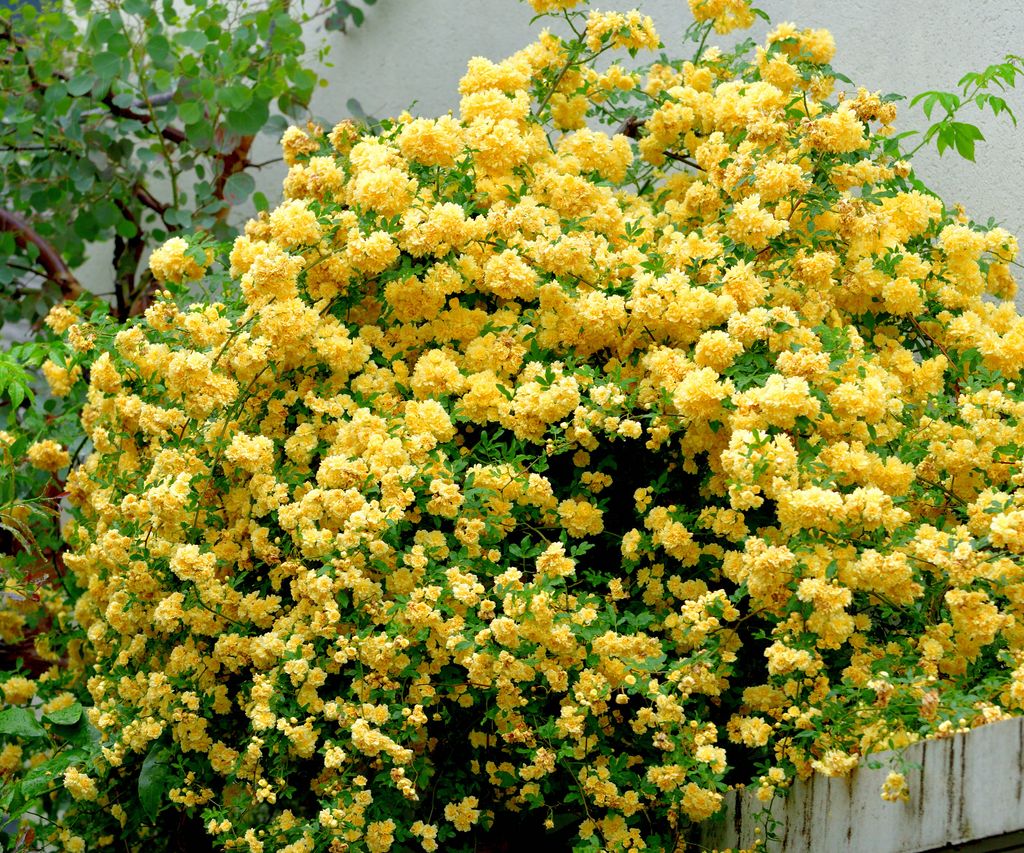 Drought-tolerant climbing vines – 7 sun loving species | Homes and Gardens