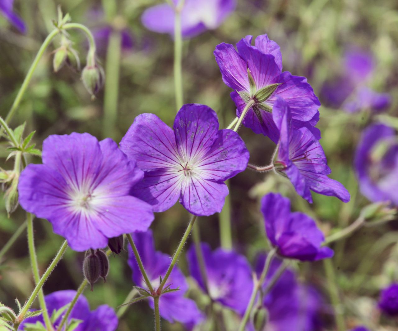 Hardy geranium varieties: 15 cranesbills for every garden | Homes and ...