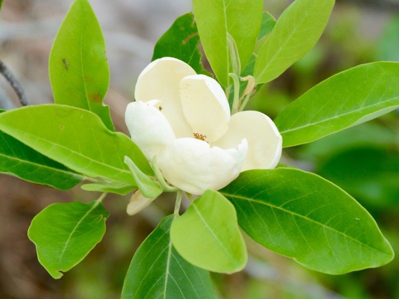 Tips & Information about Magnolia | Gardening Know How