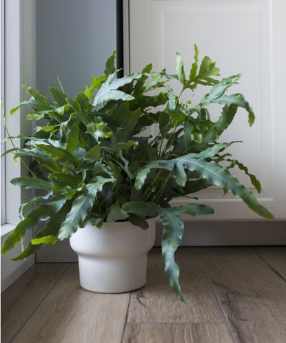 Best blue houseplants to create a calm indoor environment | Homes and ...
