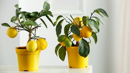 How To Grow An Indoor Lemon Tree For Fresh Flavor Anywhere | Gardening ...