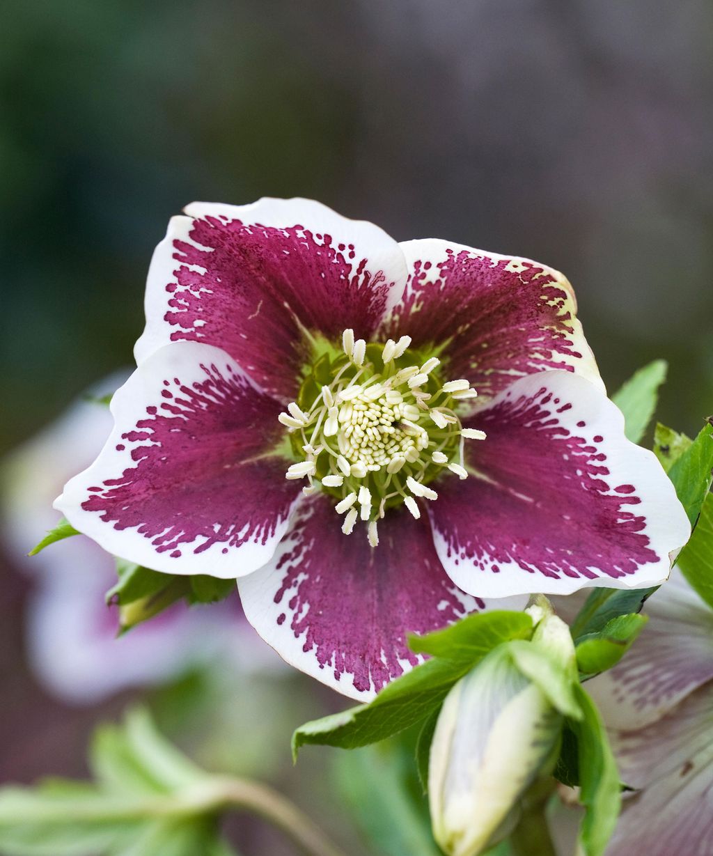 Hellebore varieties: 10 stunning types to grow | Homes and Gardens