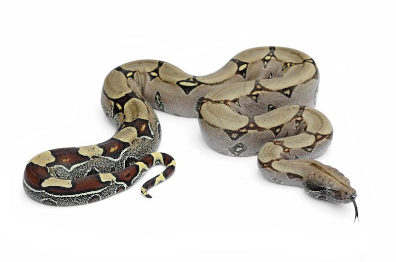 Pet Boa Bites Woman's Face in Unusual Attack | Live Science