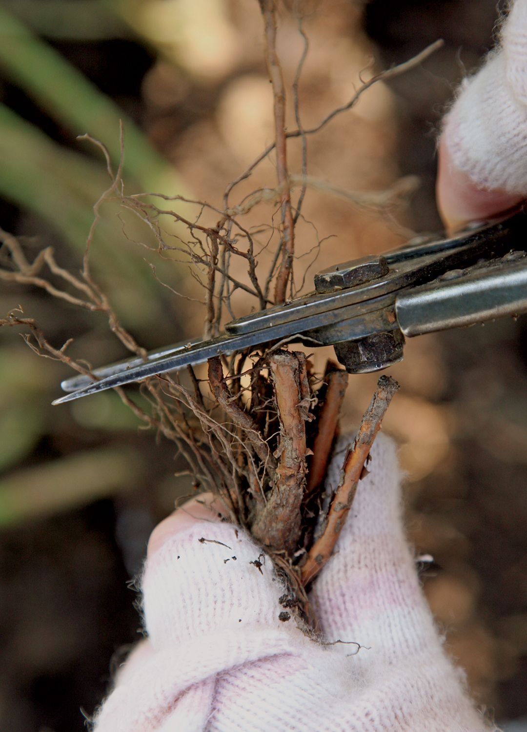 What are bare root plants? An expert guide | Woman & Home