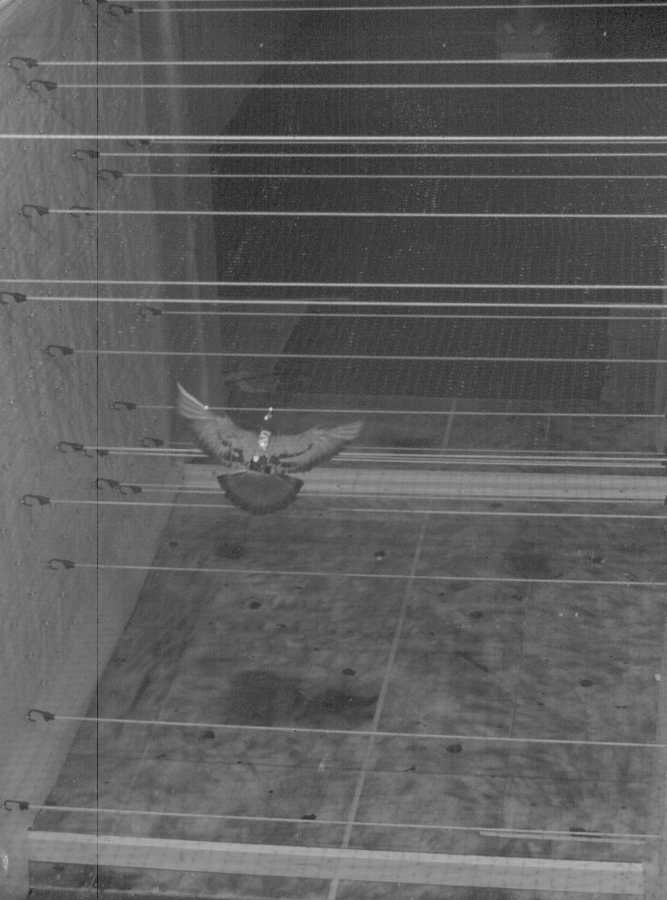 8 Ways Animal Flight Inspires Drone Designs | Live Science