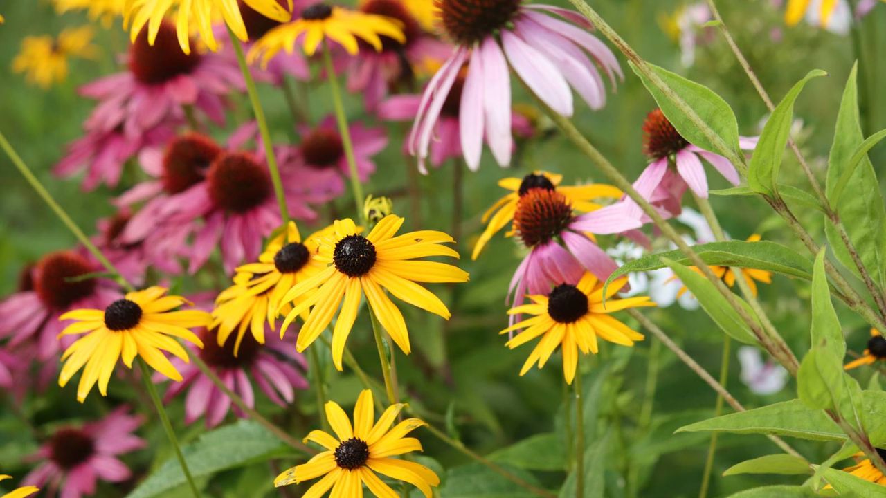 4 Simple Things You Need To Start Your First Native Garden | Gardening ...
