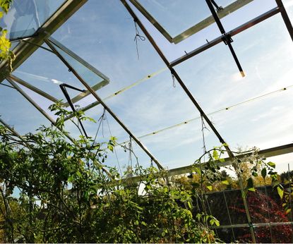 How to ventilate a greenhouse: 3 methods with expert tips | Homes and ...