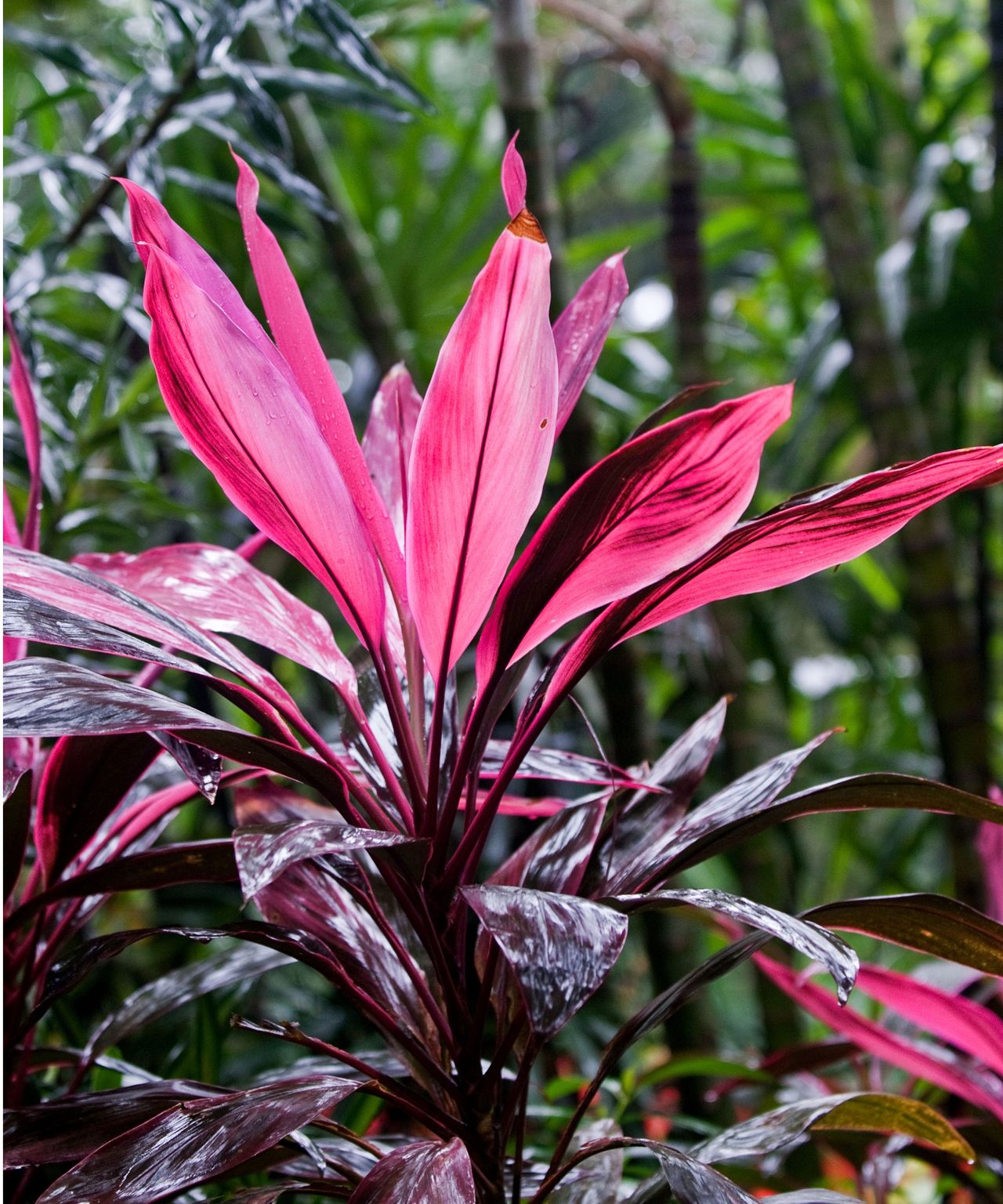Best tropical plants: 15 top picks for a backyard paradise | Homes and ...