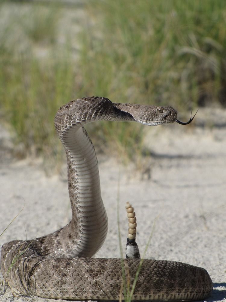 Photos: How to Identify a Western Diamondback Rattlesnake | Live Science