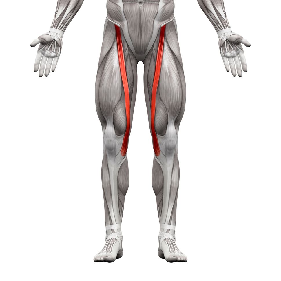 Meet Your Muscles: 6 Remarkable Human Muscles | Live Science Meet Your Muscles: 6 Remarkable Human Muscles | Live Science