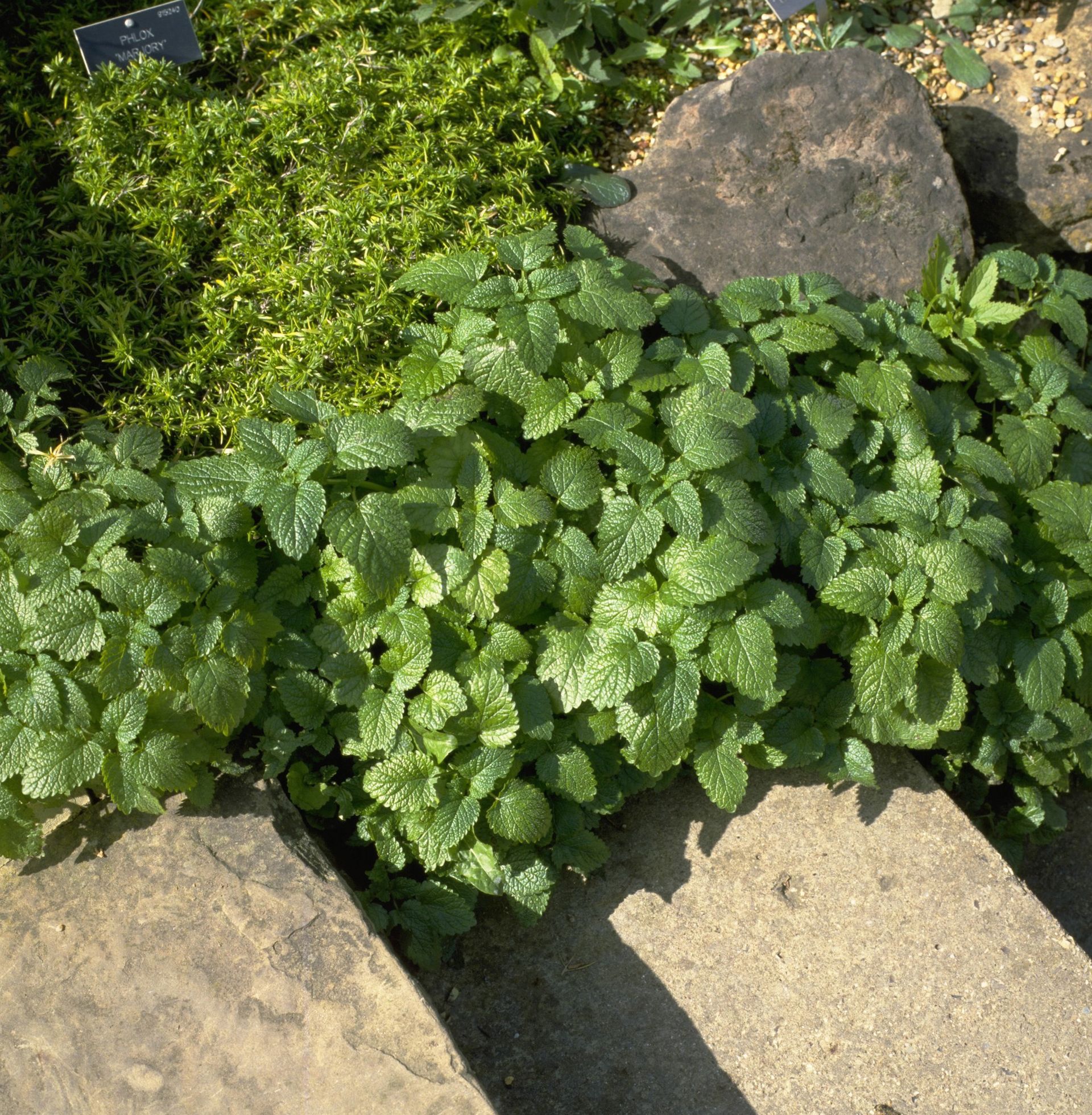 Best companion plants for tomatoes: herbs, veg and flowers to grow ...