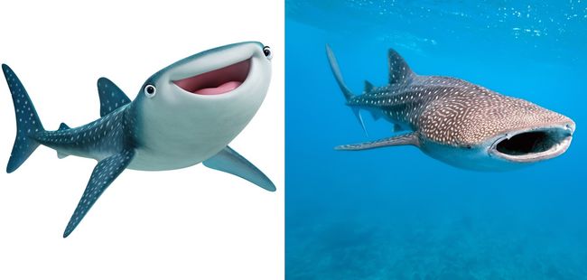 Photos: Meet 'Finding Dory' Real-Life Counterparts | Live Science