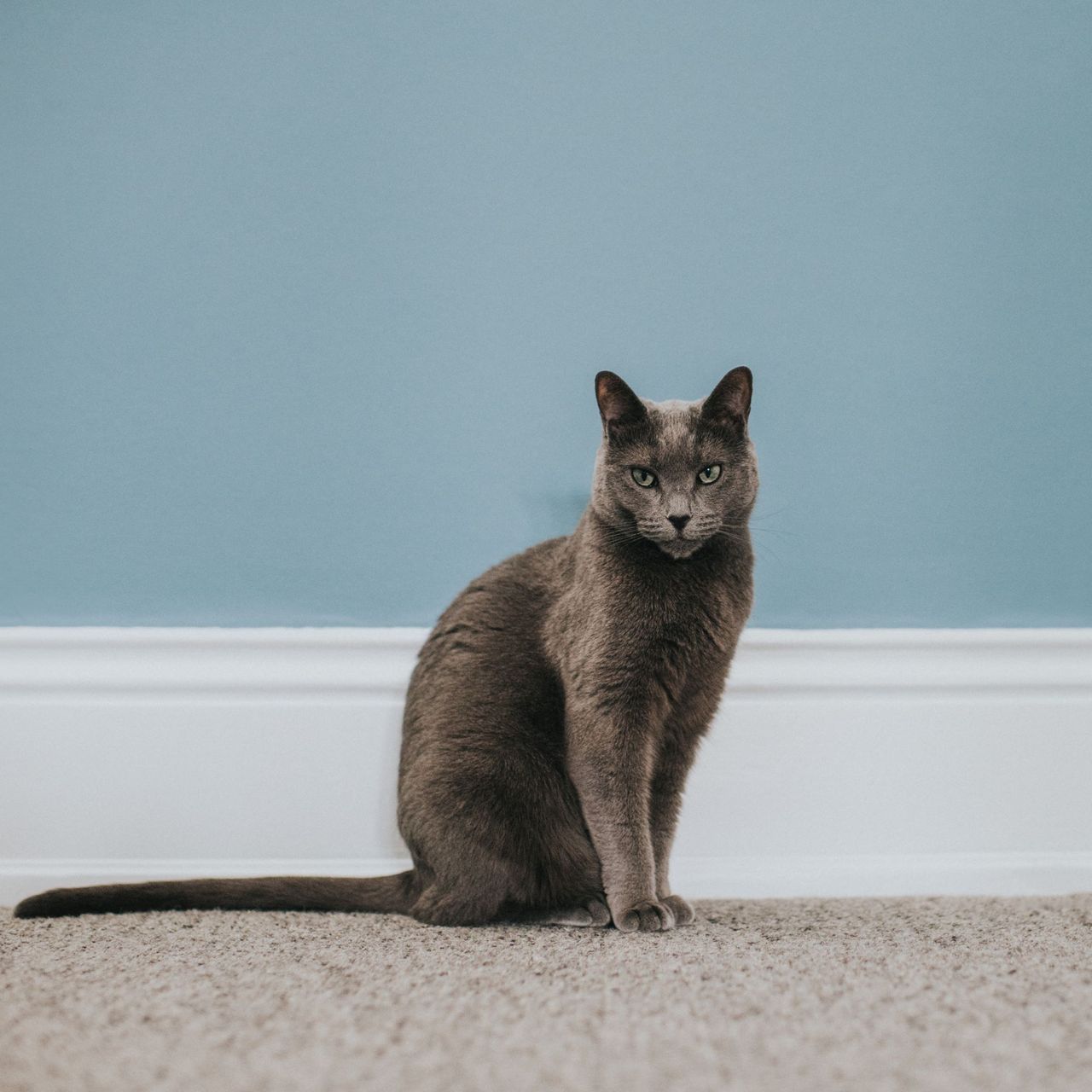 How to clean cat pee from carpet — 6 easy steps | Ideal Home